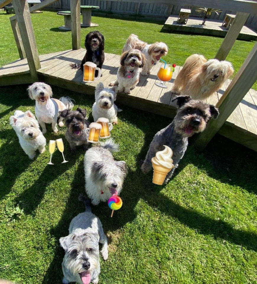 Why The Wonderful Woof Woof Concept. – WoofWoof Ranch